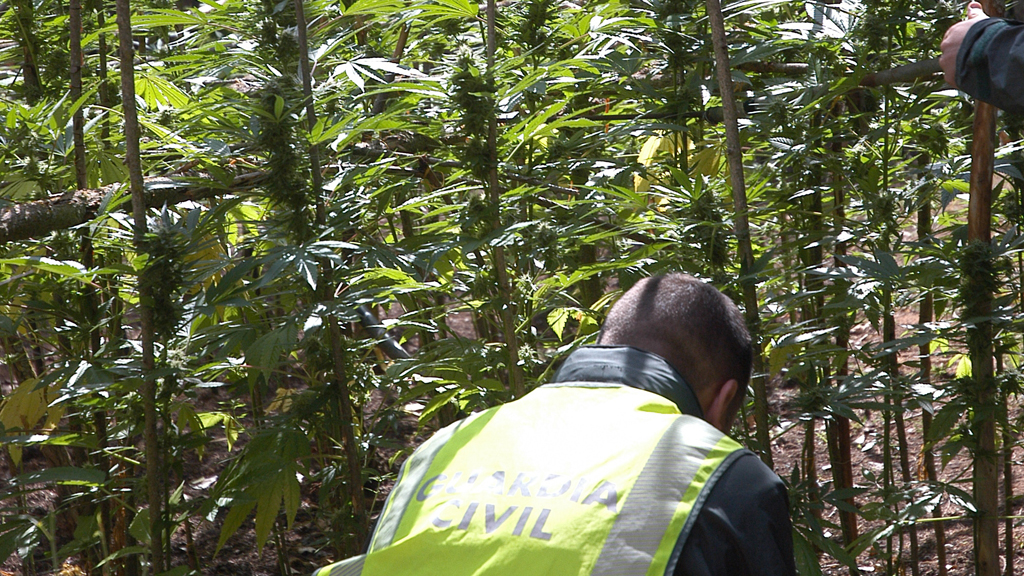 La Guardia Civil incauta 204 plantas de marihuana en Boceguillas