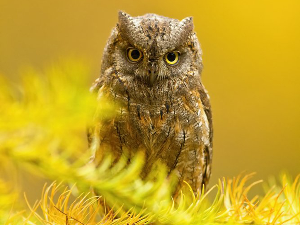 Cita en el balcón con el canto del autillo