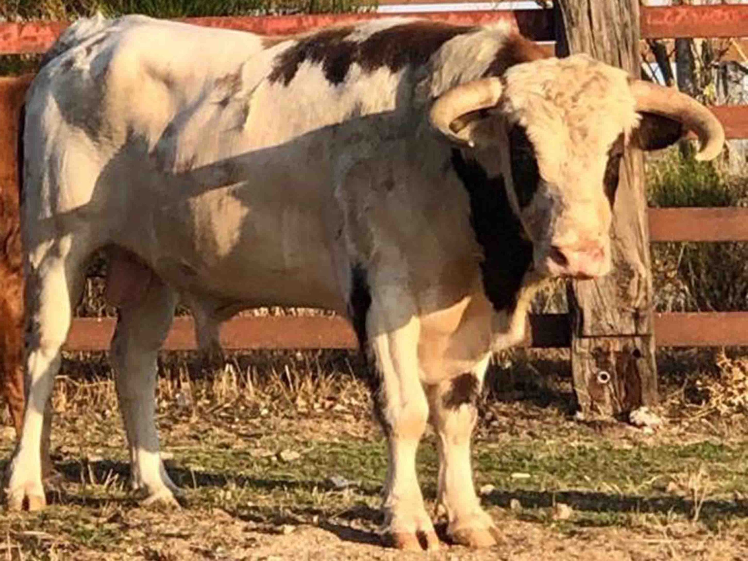 Los novillos de Los Lastrones y Antonio Palla de Maello para Saúl Sanz