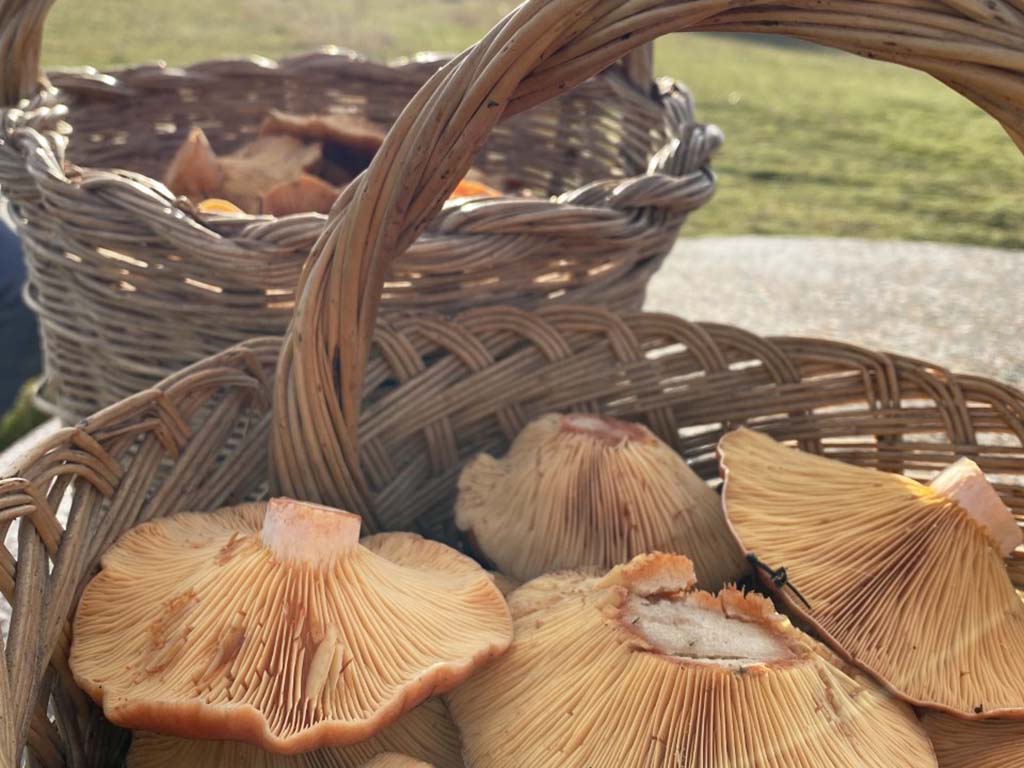 Segovia y Soria suman el níscalo a su producción de boletus y amanitas