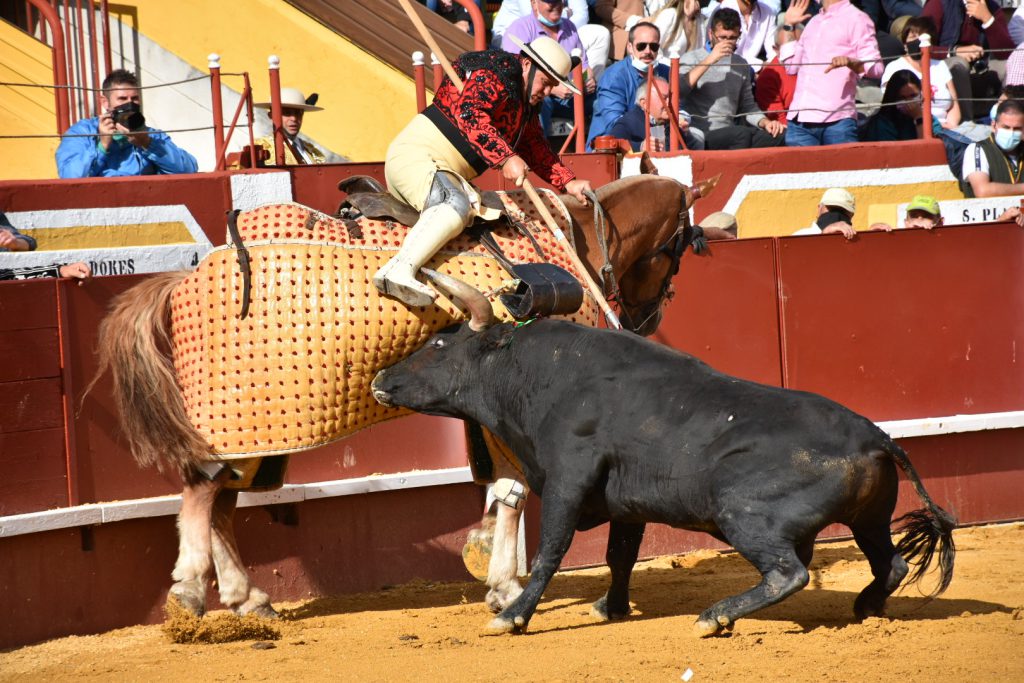 Los imponentes toros de Miura, en imágenes