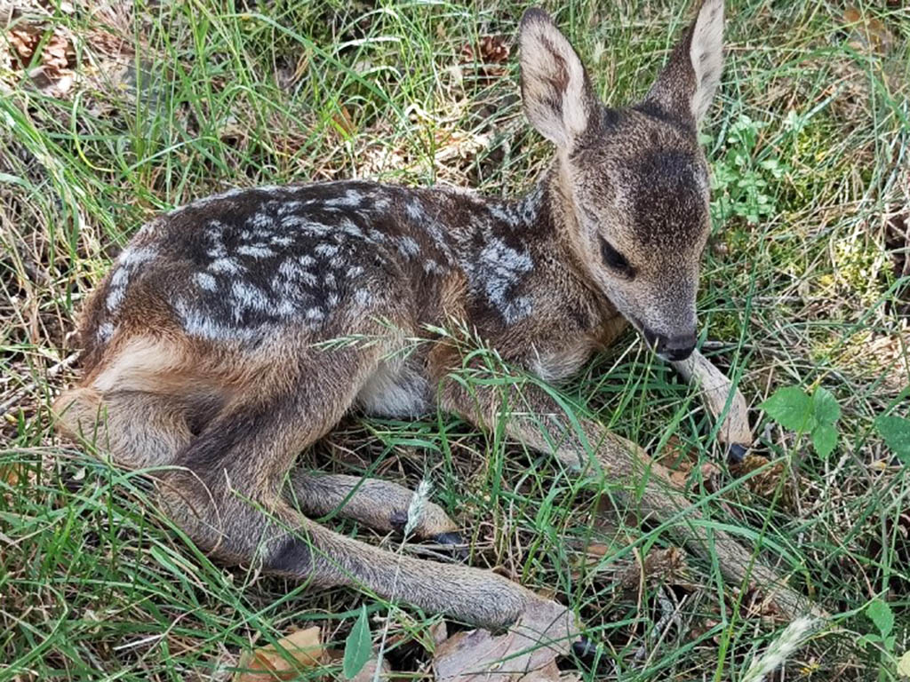 Agentes medioambientales recogen una cría de corzo que trasladaron unos ...