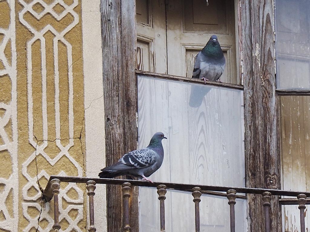 El Ayuntamiento incrementará el control de la población de palomas