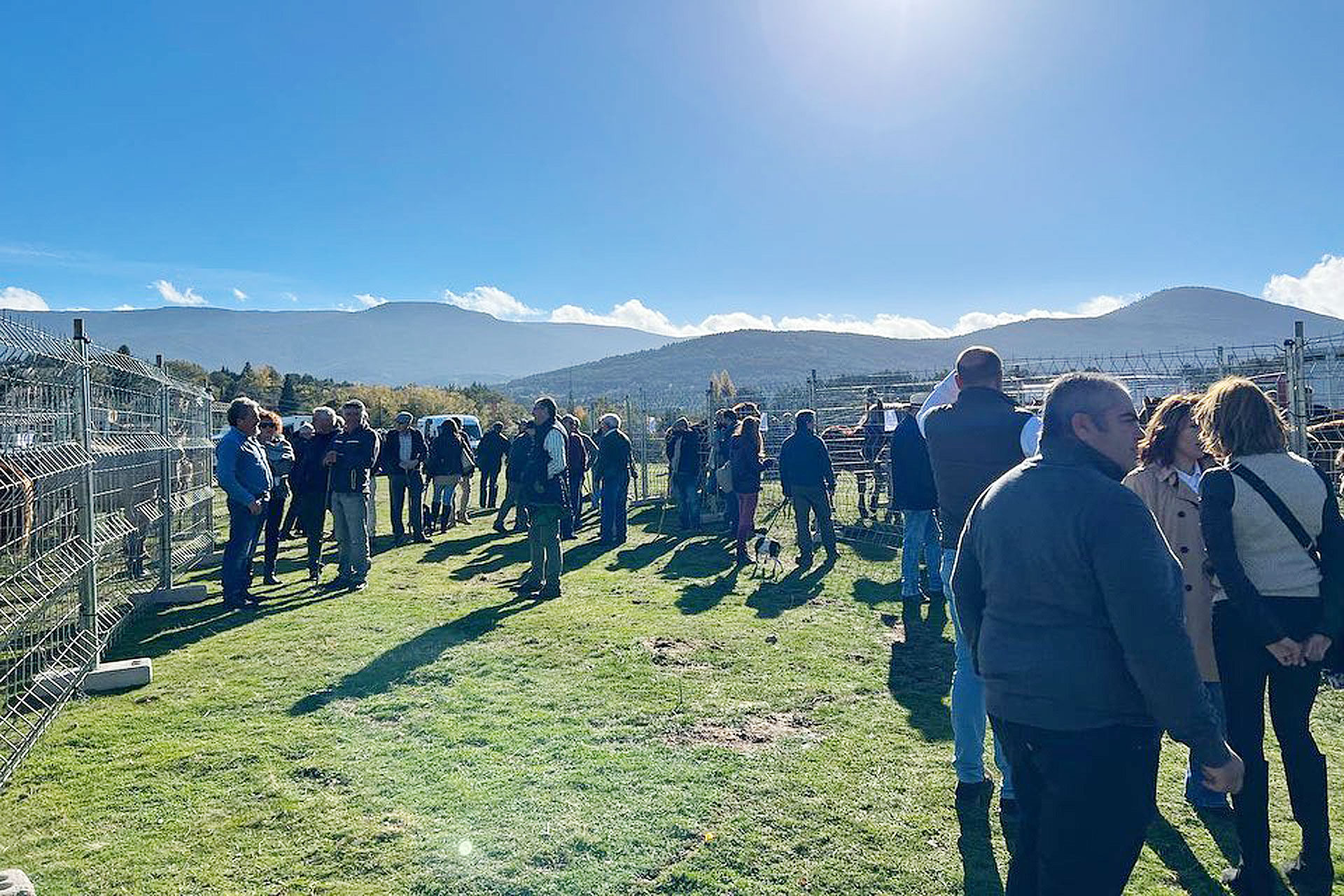 El público respalda el éxito de la Feria de Ganado de Navafría en su 51 ...