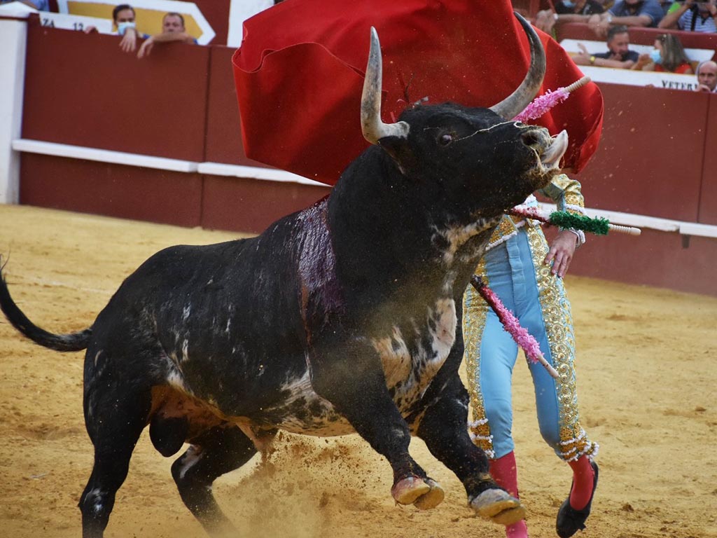 Vuelven los toros de Cebada Gago a Cuéllar