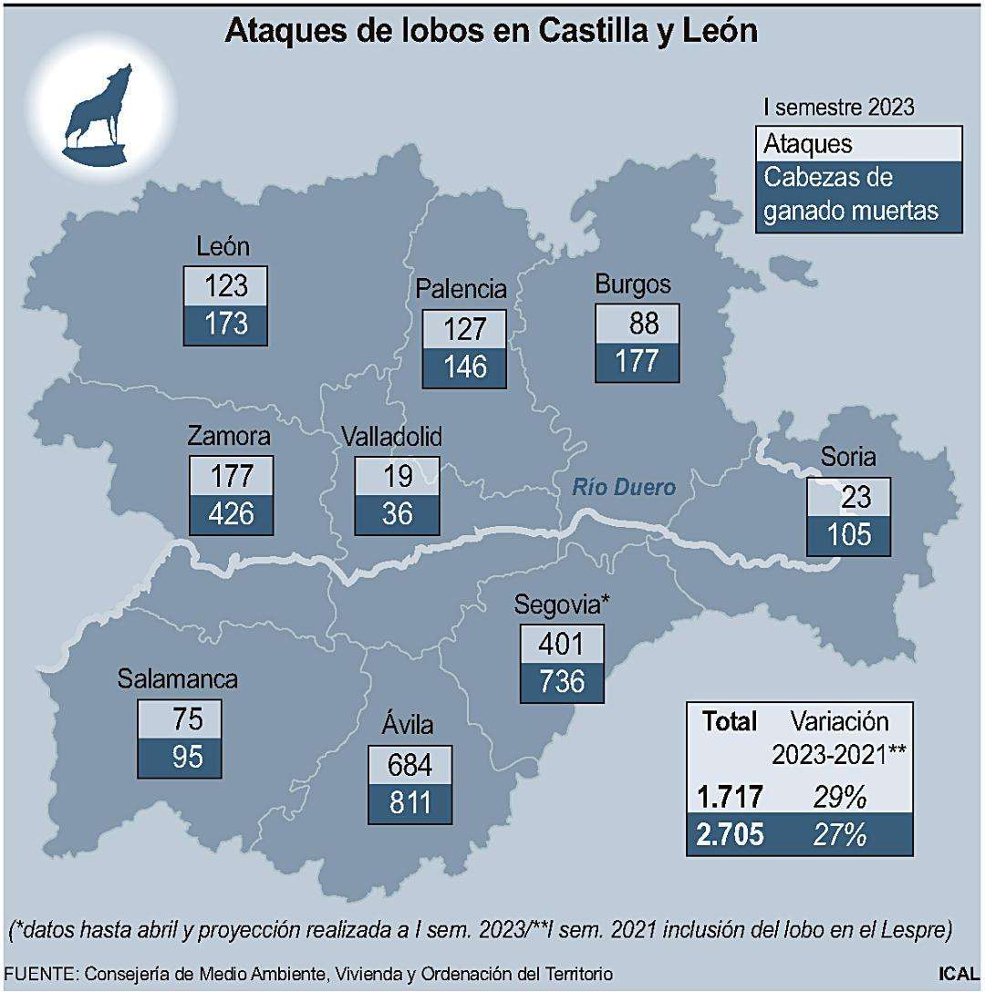 Los ataques de lobos en la provincia aumentaron en la primera mitad del año