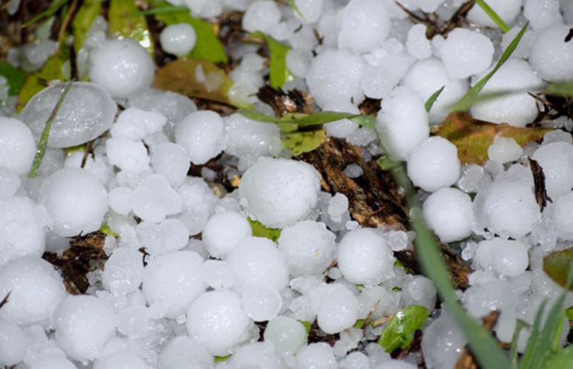 El granizo agrava aún más la mala situación que vive el sector ...
