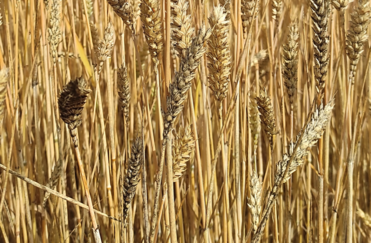 El campo se moderniza para mejorar la prevención y tratamiento de las ...