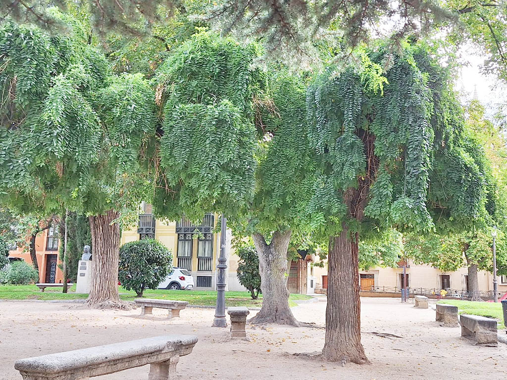 Una sófora de 75 años de la plaza de La Merced, candidata a 'Árbol del año'