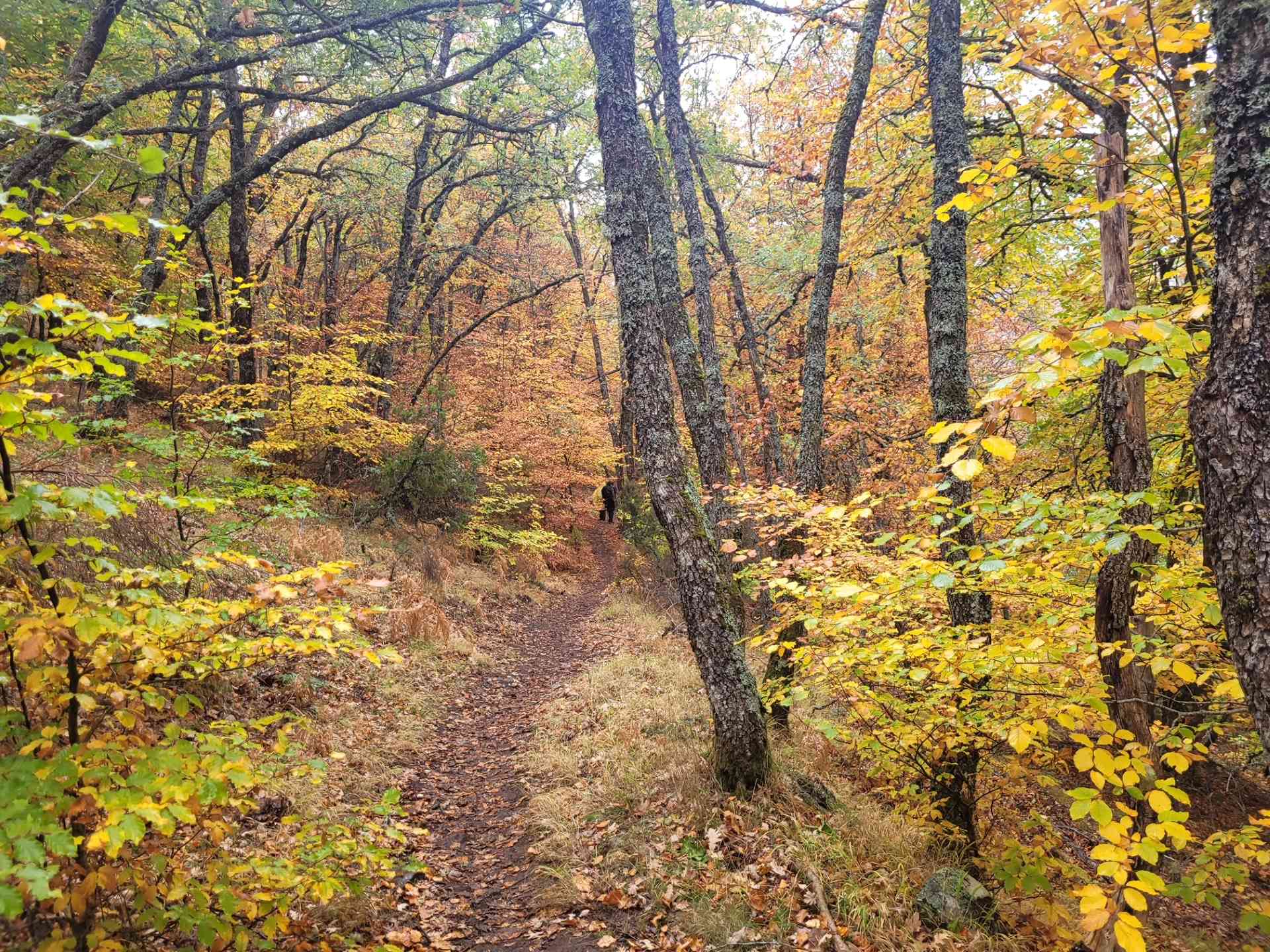 Una mujer herida rechaza el traslado al hospital después de ser ...